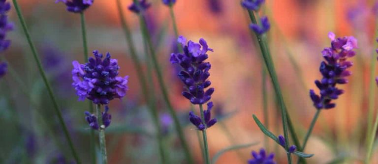 Livando, Një Zgjidhje për Ankthin – Në Formë