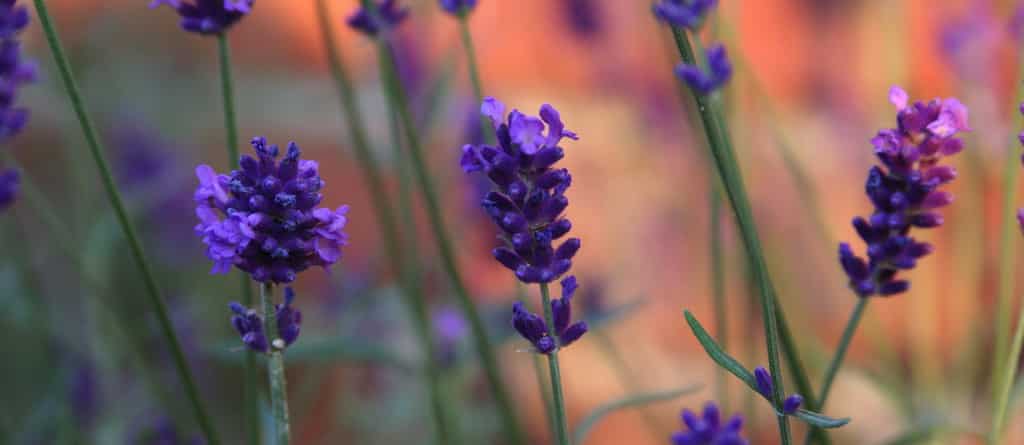 Livando, Një Zgjidhje për Ankthin – Në Formë